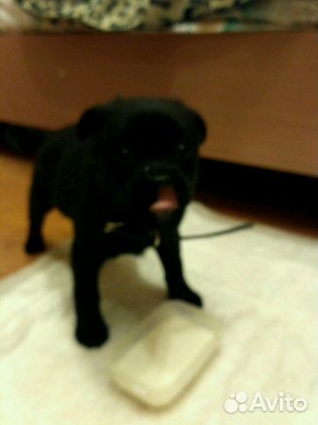 Маленький щенок