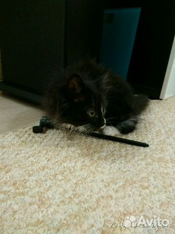 Котенок мальчик