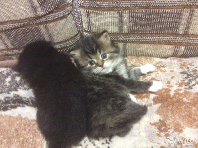 Очаровательные плюшевые пушистики