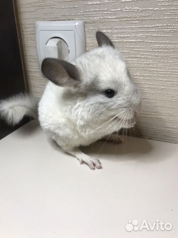 Шиншилла девочка