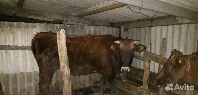 Телка 2г.6 мес. и теленок 4 мес