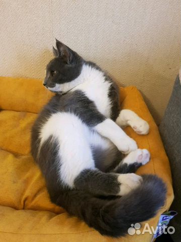 Котенок Марселька 7,5мес мальчик привит