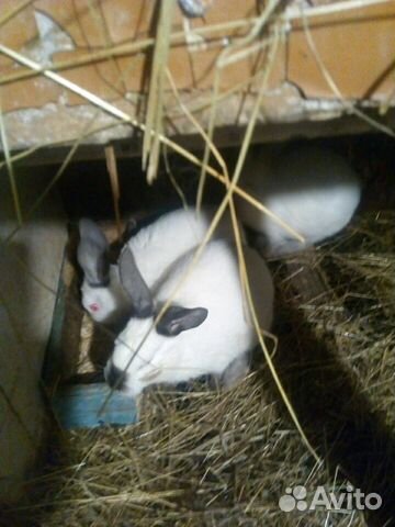 Кролики колифорнийцы