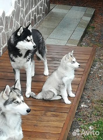 Сибирский Хаски девочка Арлекин