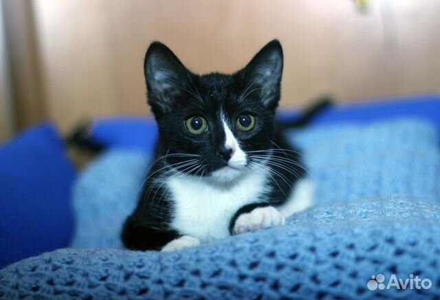 Черно-белый котёнок Нора ищет хозяев