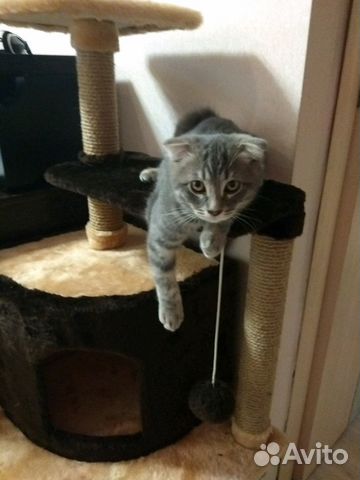 Шотландский вислоухий котенок