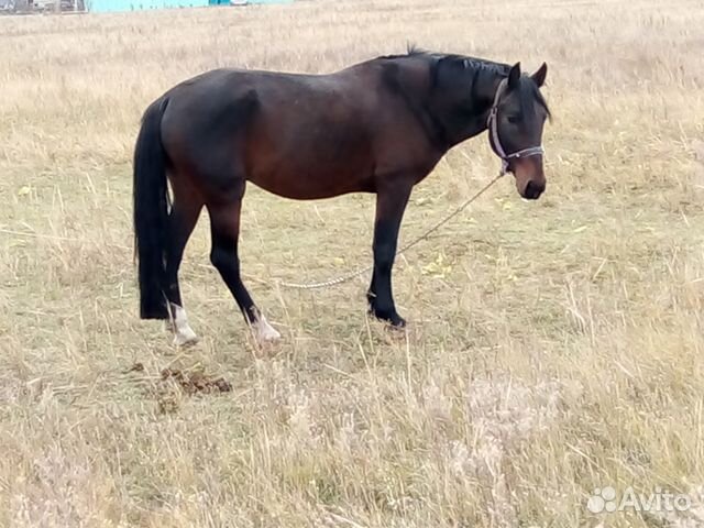 Орловский жеребец и сани