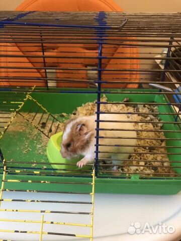 Сирийский хомяк отдам бесплатно с клеткой