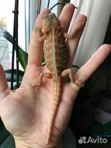 Детеныши Бородатой Агамы (морфа)