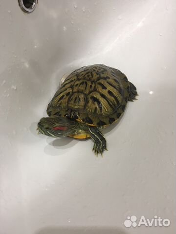 Черепаха водная,красноухая