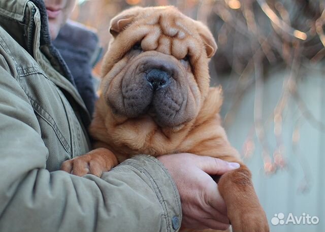 Кубик - малыш Чемпион