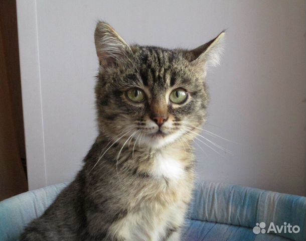 Котик в добрые руки