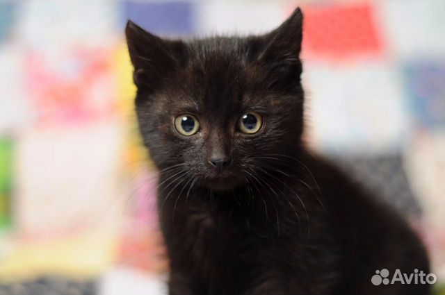 Маленькая пантера Наоми ищет дом