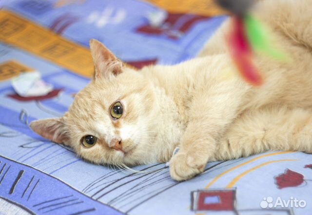 Мой ласковый и нежный зверь Тотошка