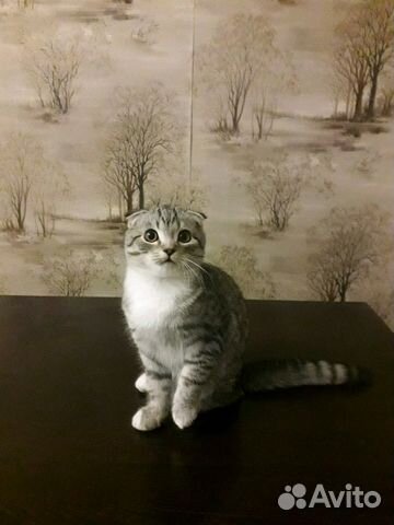 Шотландская