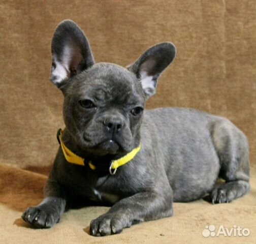 Французский бульдог голубой тигренок