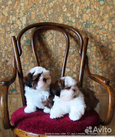 Ши-тцу красавчики