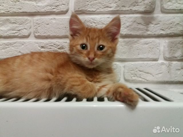 Котенок в добрые руки