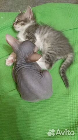 Милые сфинксики