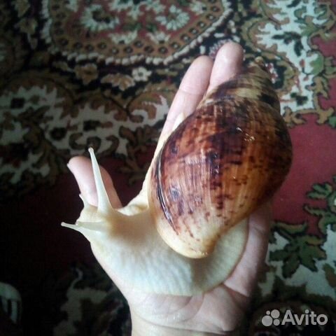 Улитка ахатина фулика (крупные)