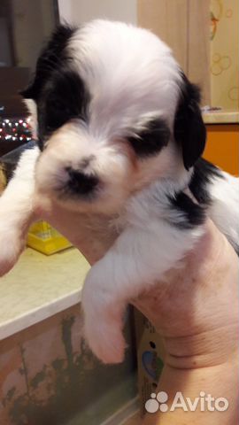 Продаю комочек счастья:)