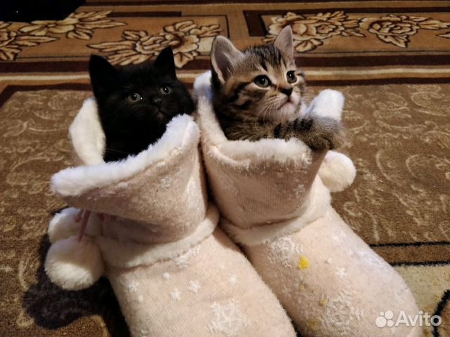Котята Британец / Шотландец