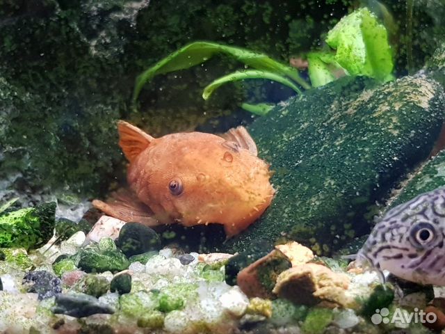 Самцы анциструса Super Red