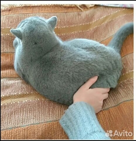 Кошка британская короткошерстная