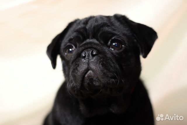 Черный бархат