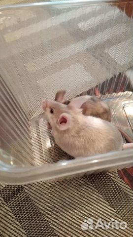 Декоративные мыши