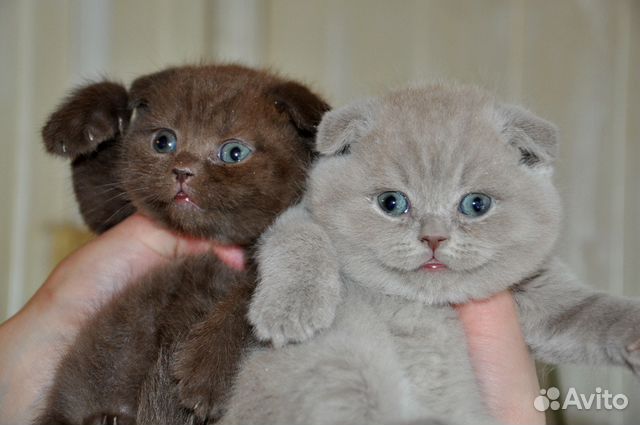Шотландские котята