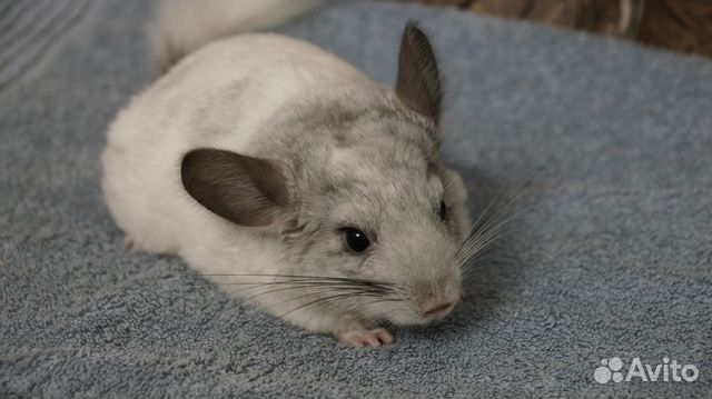 Шиншилла Белый Вильсона девочка