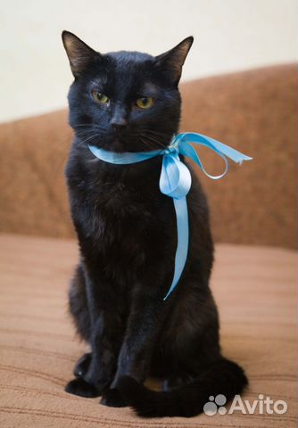 Кот брутал в добрые руки
