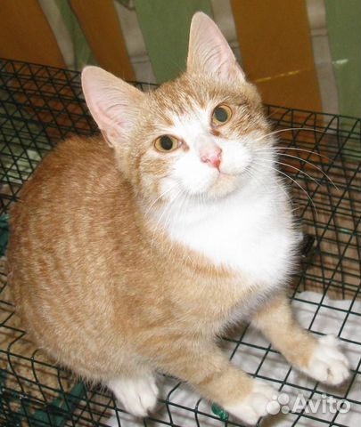 Рыжий котенок Арсений, 4 месяца