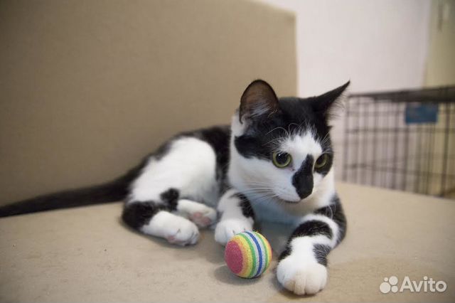 Жадина Баффи в добрые руки