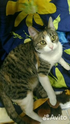 Трехцветная шубка ждёт добрые ручки