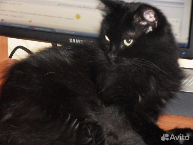 Кошка ангорская полукровка