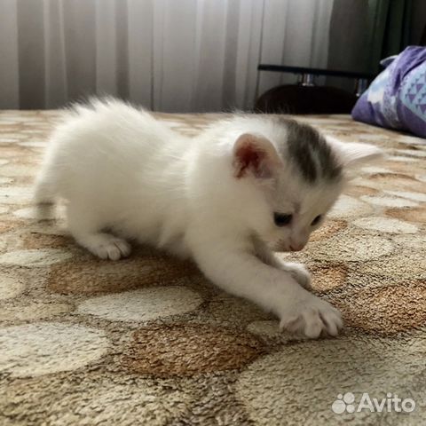 Котёнок (Метис Турецкой Ангоры)