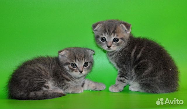 Полосатые вислоухие котики и прямоухие девочки