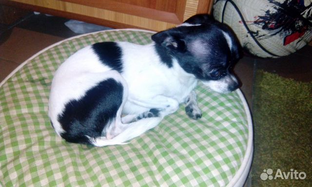 Продам собаку породы чихуахуа мини