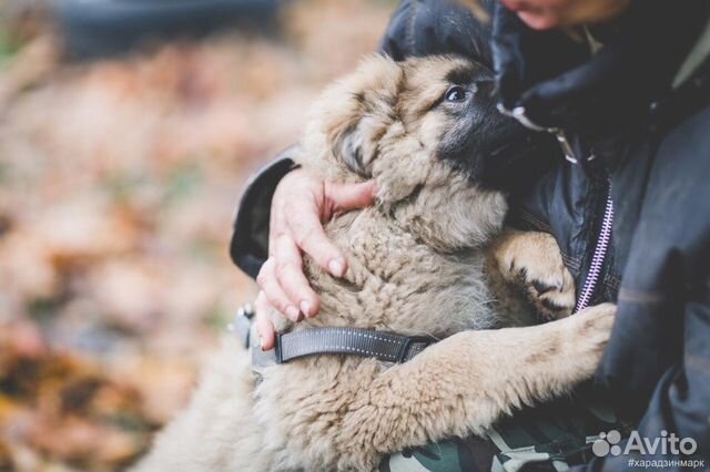 Щенок Фокс в поисках Дома