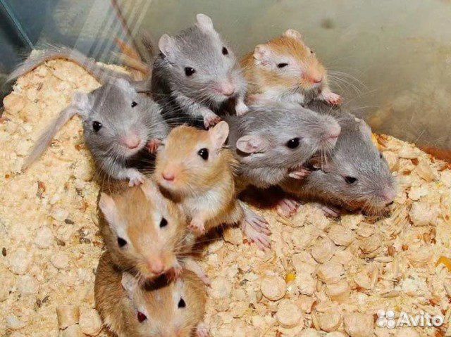 Песчанка