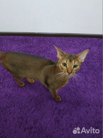 Отдам Абиссинского кота