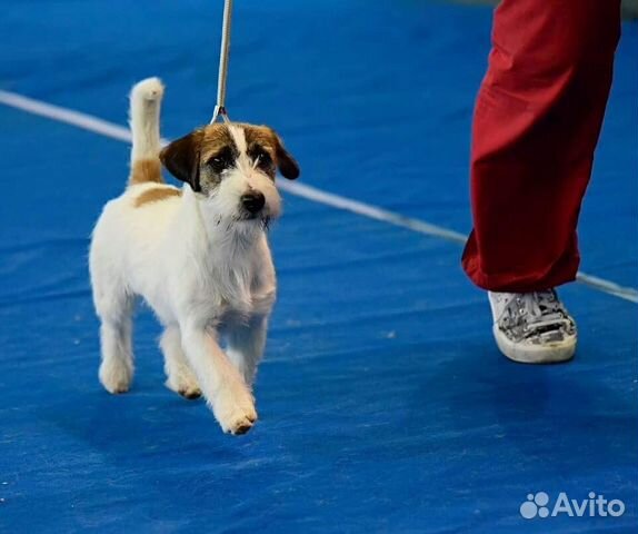 Щенки джек-рассел-терьера