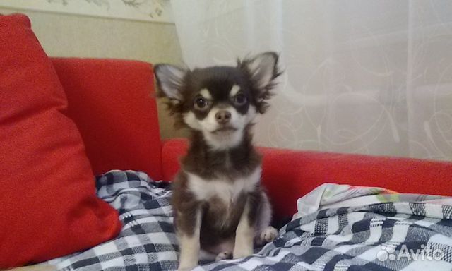 Продается щенок Чихуахуа