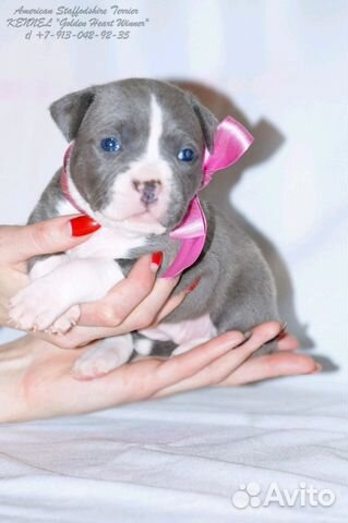 Стаффордширский терьер голубая девочка