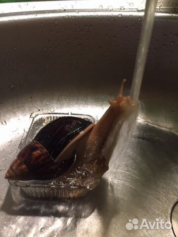 Улитка Ахатина