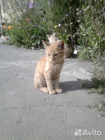 Тимошка ищет дом