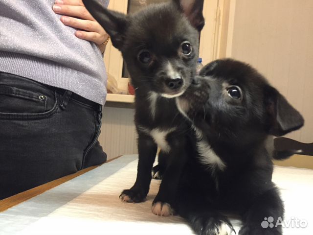 Щеночки метис чихуахуа и шпиц