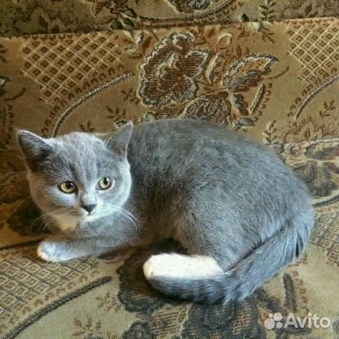 В добрые руки отдается кошечка Тучка